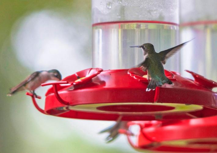 Hummingbirds | Local News | newbernsj.com