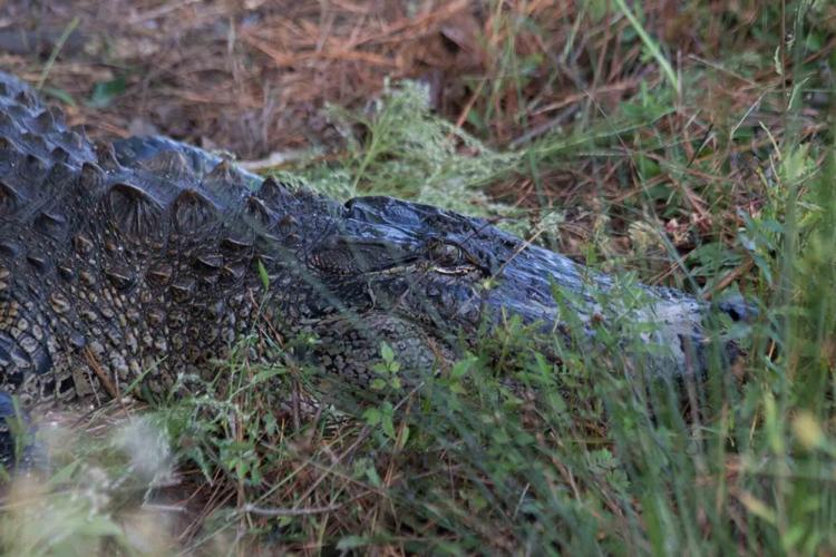Pamlico alligator relocated; state approves new alligator program ...