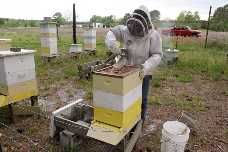 PHOTOS: Turkey Quarter Creek Apiary | Local News | newbernsj.com