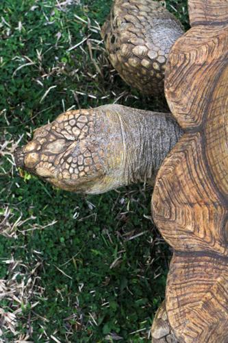 The Turtle Man brings the world's largest species of tortoise to New ...