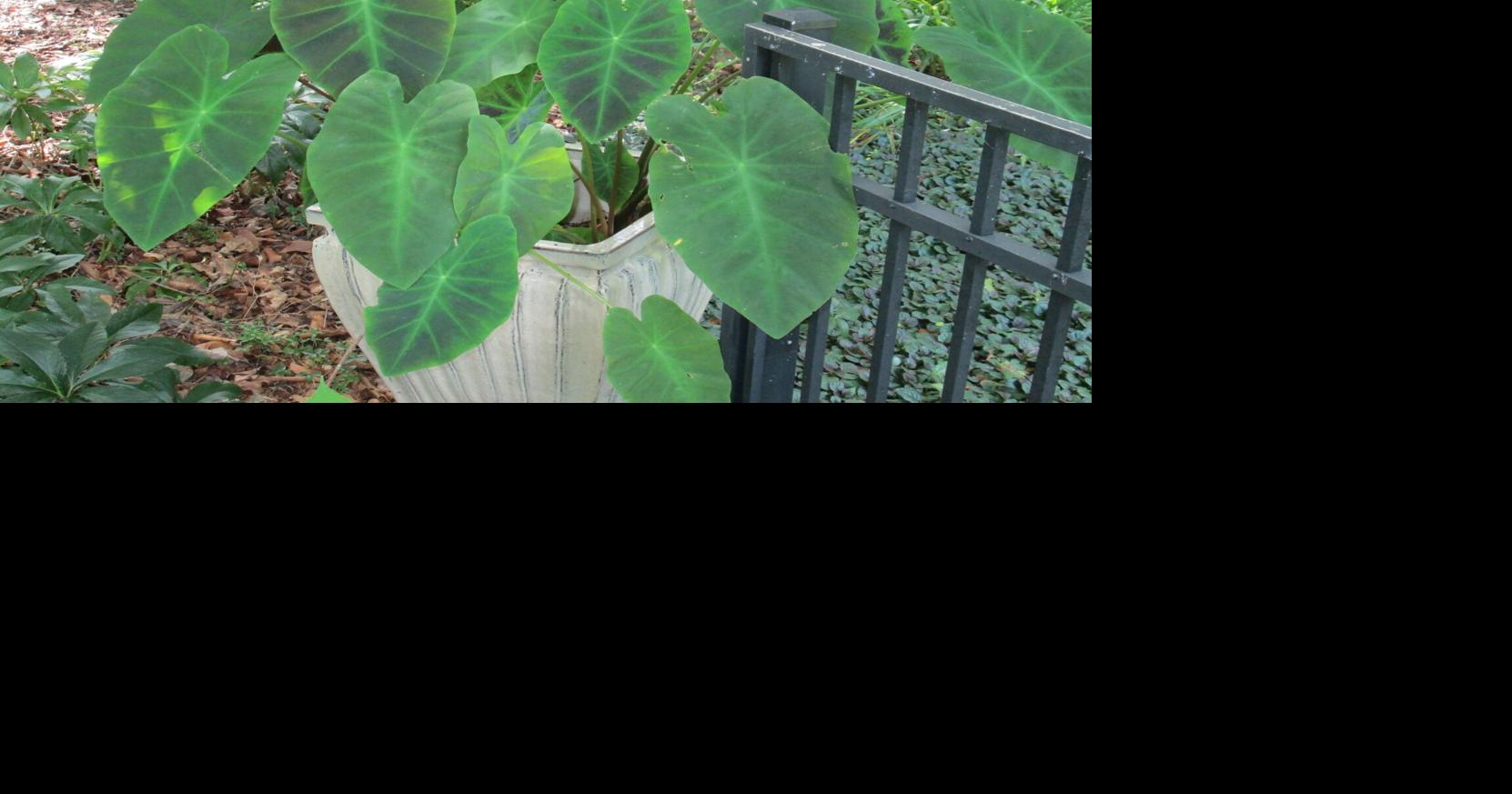 Tom Glasgow: Colocasia an ornamental better grown than eaten | Opinion ...