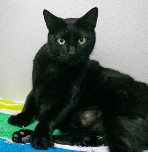 Photos: Colonial Capital pets of the week | Local News | newbernsj.com