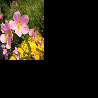 Tom Glasgow: Let Virginia mallow brighten up your garden | Features ...