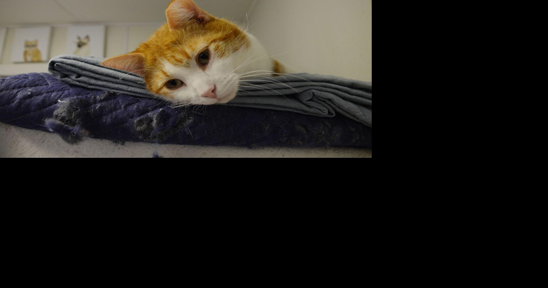 Skip Waters will be honored and his legacy will help local animals in ...