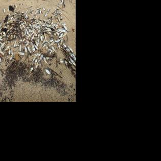 Massive fish kill continues in the Neuse River | Local News | newbernsj.com