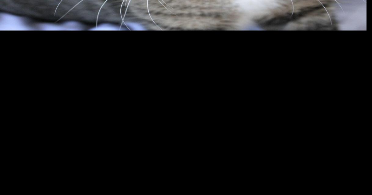 Colonial Capital Humane Society - Pets of the Week! | Local News ...