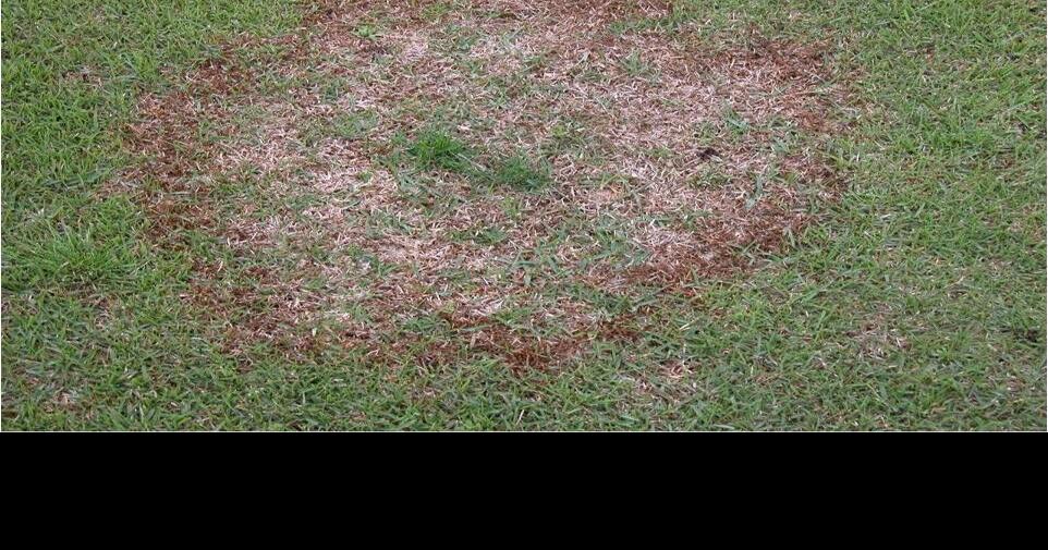 Tom Glasgow: Winter damage compared to large patch | Opinion ...