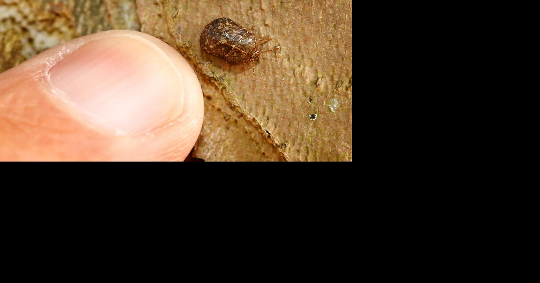 Kudzu bugs are on the move | Local News | newbernsj.com