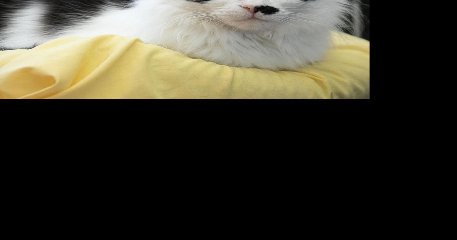 Photos: Colonial Capital pets of the week | Local News | newbernsj.com