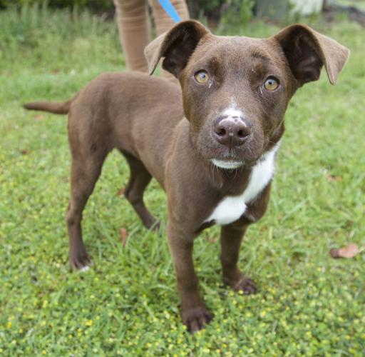 Craven Pamlico Animal Shelter Pets of the Week | Features | newbernsj.com