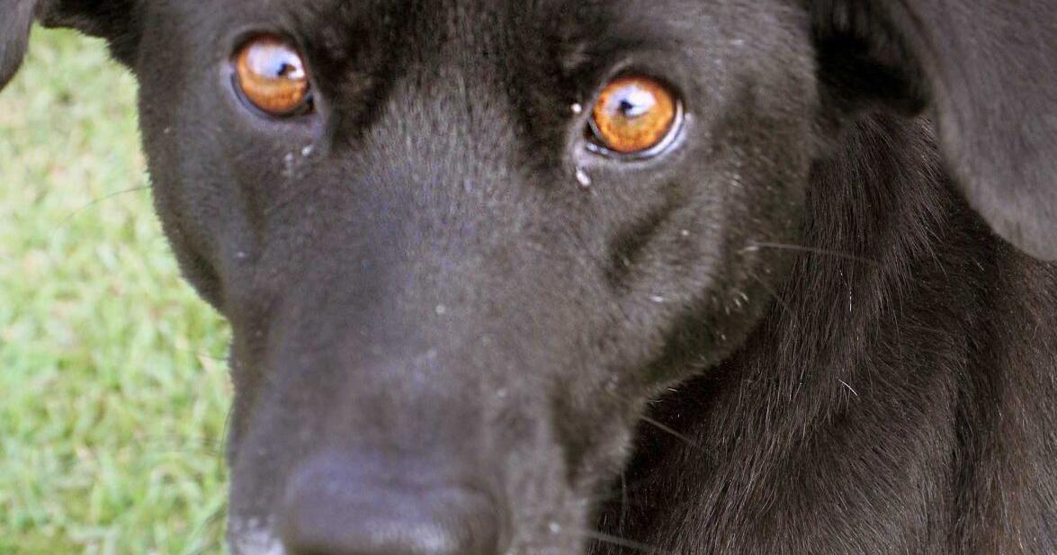 Craven-Pamlico Animal Services - Pets of the Week! | Features ...