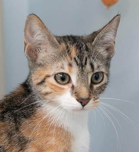 Craven-Pamlico pets of the week | Local News | newbernsj.com