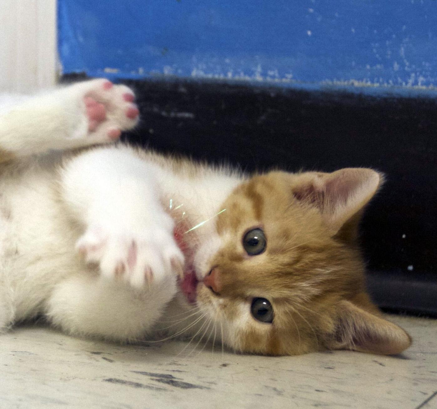 Craven Pamlico Animal Shelter Pets of the Week | Features | newbernsj.com