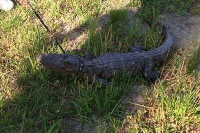 Alligator spotted on highway west of Havelock | Local News | newbernsj.com