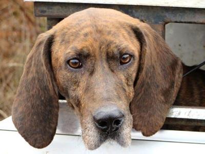 Outdoor column: The Plott Hound is a Tar Heel icon | Sports | newbernsj.com