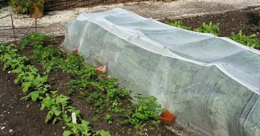Tom Glasgow: Protect plants, vegetables from cold weather | Local News ...
