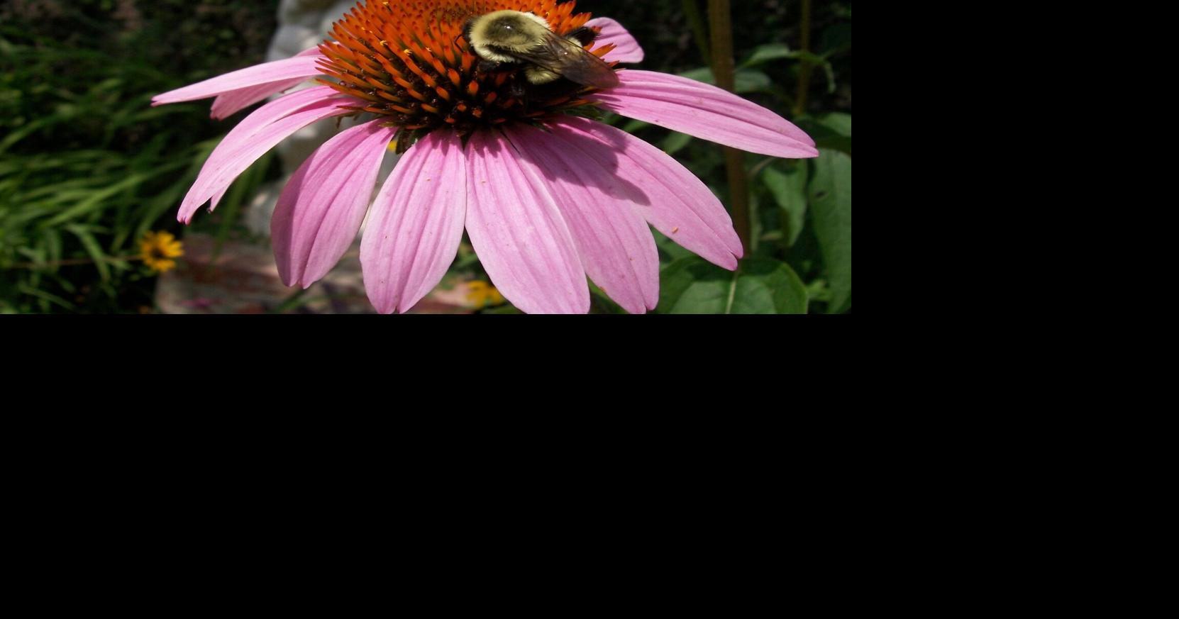 Tom Glasgow: Plant a pollinator-friendly landscape | Opinion ...