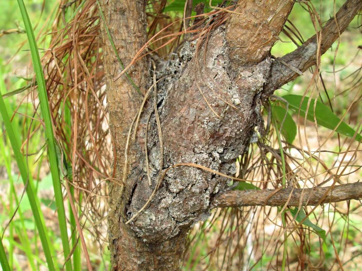 The common pine most susceptible to rust disease | Features | newbernsj.com