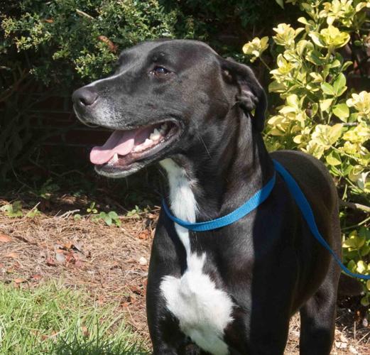 PHOTO GALLERY: Craven-Pamlico Pets of the Week | Local News | newbernsj.com