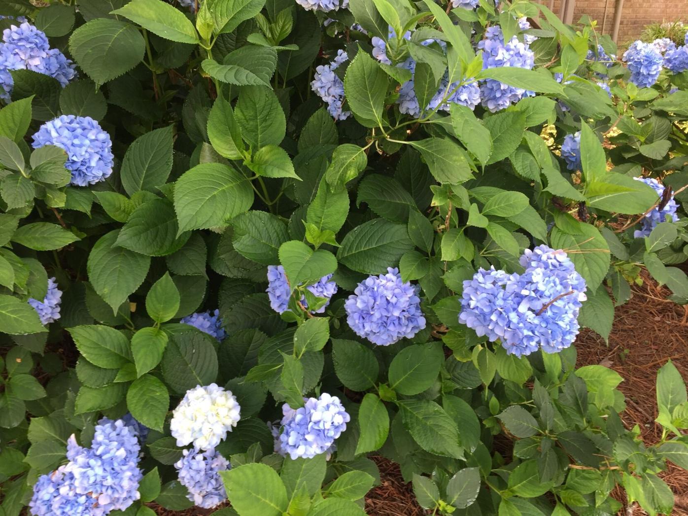 Grow hydrangeas in Eastern North Carolina | Features | newbernsj.com