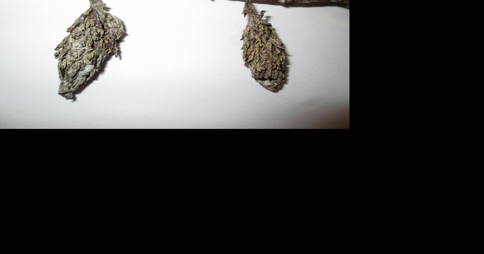 Some tips to help control bagworms | Features | newbernsj.com