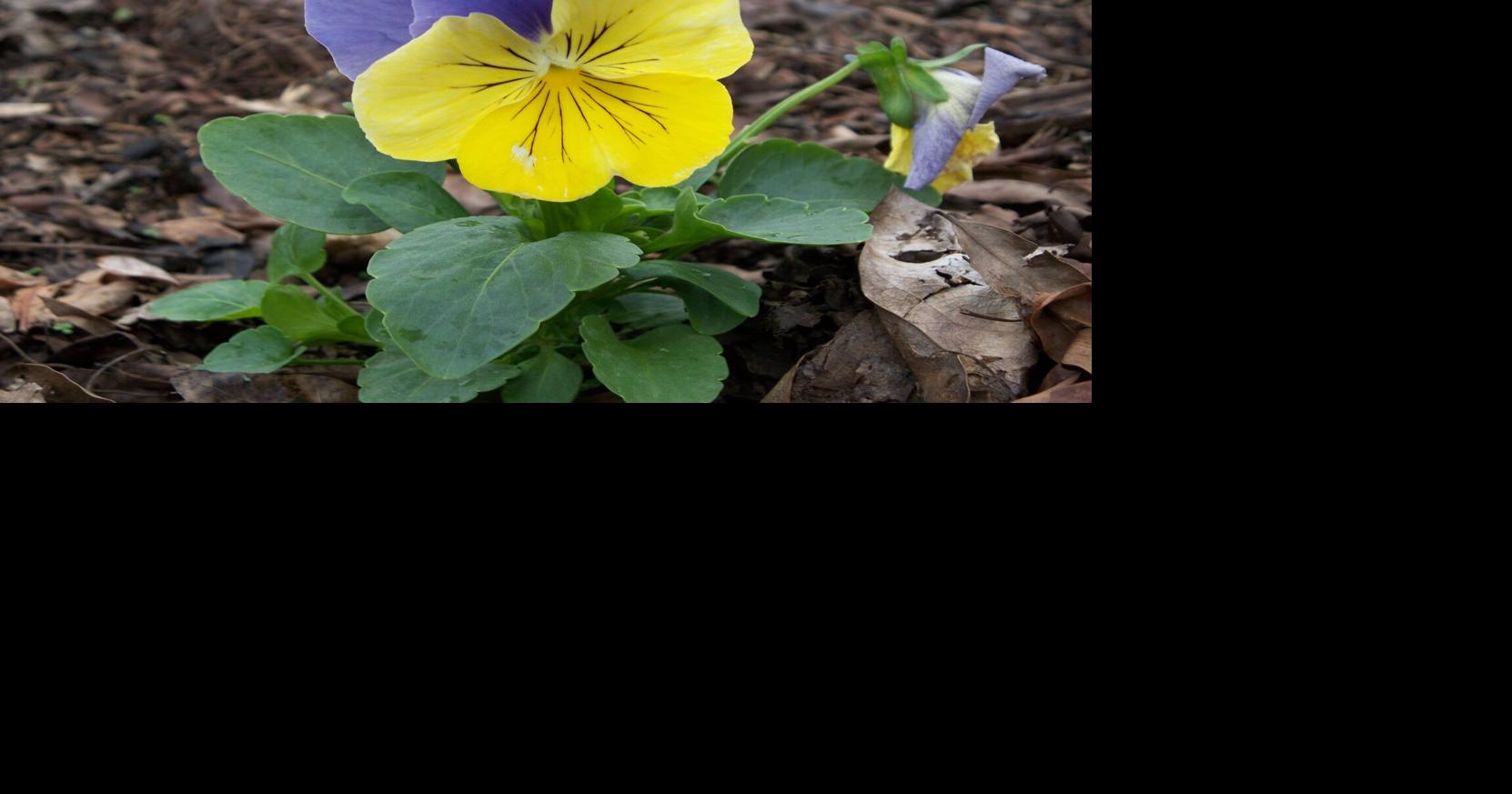 Tom Glasgow: Consider maintaining pansies in winter months | Local News ...