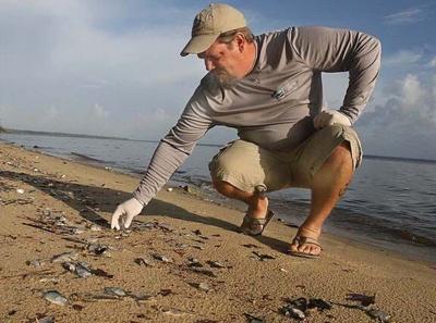 Fish kill: Areas of Neuse River banks covered in dead menhaden | Local ...