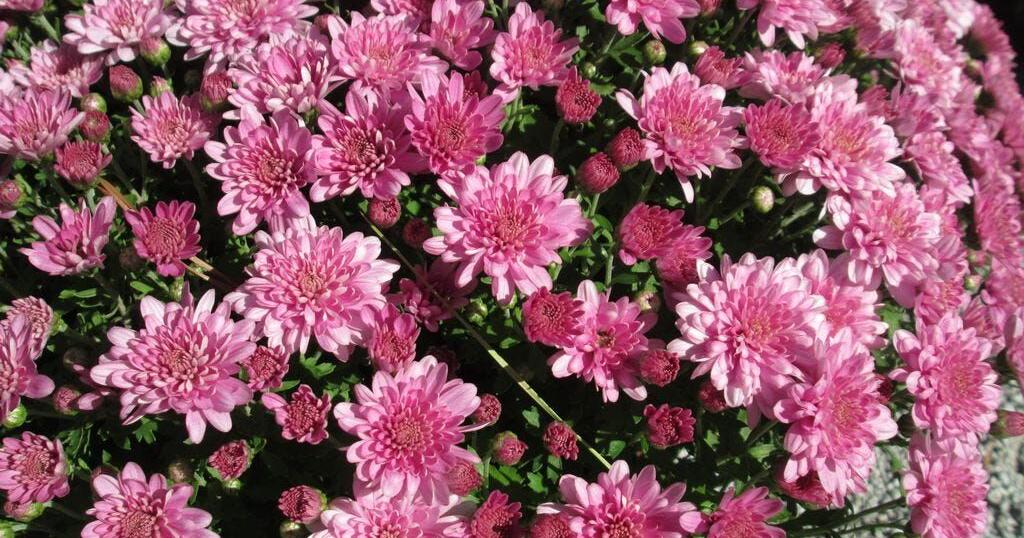 Tom Glasgow: Purchase and plant mums | Features | newbernsj.com