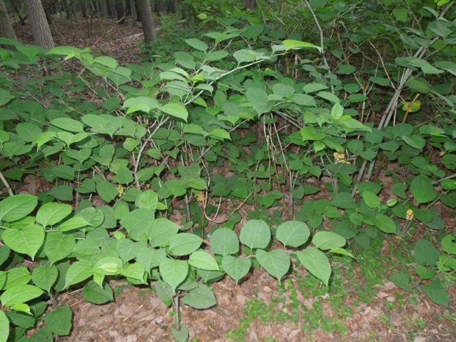 Invasive plants can take over | Features | newbernsj.com