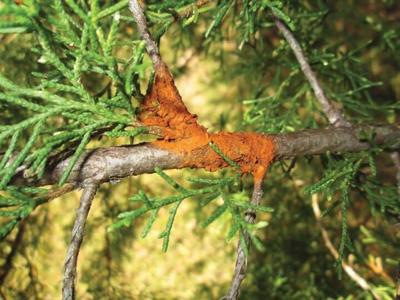 Home and Garden: Orange this time of year on plants likely means rust ...
