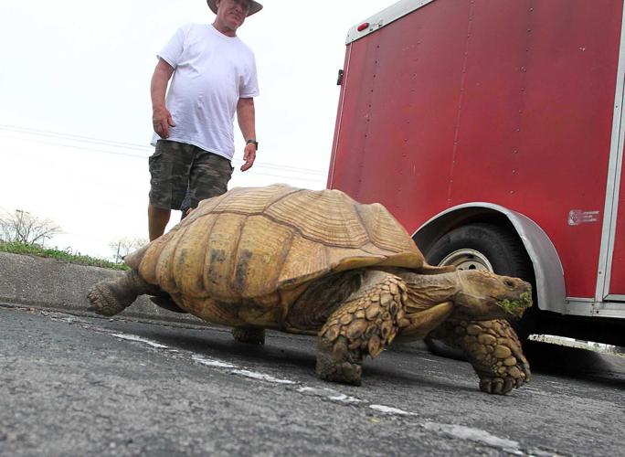 The Turtle Man brings the world's largest species of tortoise to New ...