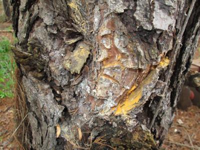 Fusiform rust can cause pine problems | Features | newbernsj.com