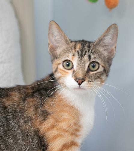 Craven-Pamlico pets of the week | Local News | newbernsj.com