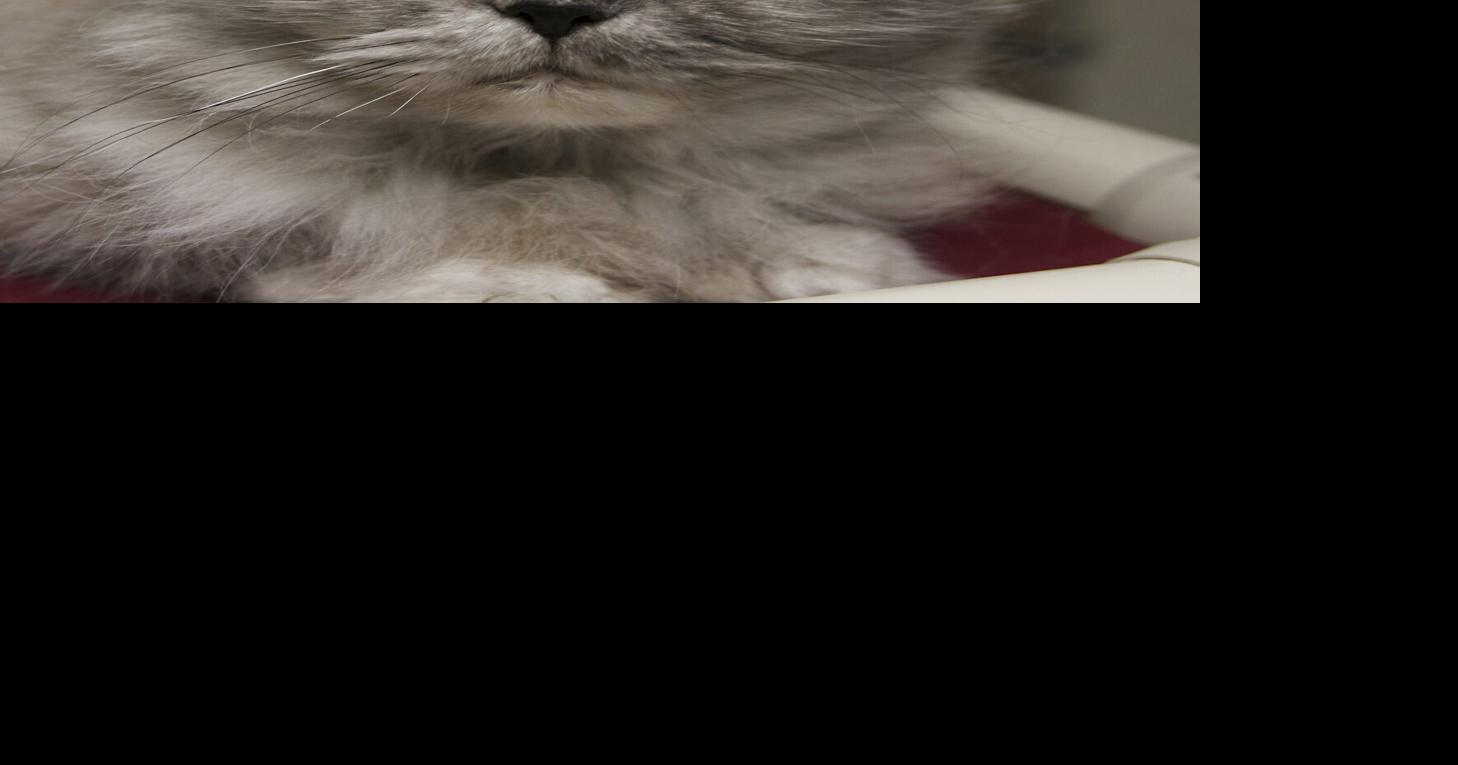 Craven-Pamlico Animal Shelter Pets of the Week | Local News | newbernsj.com