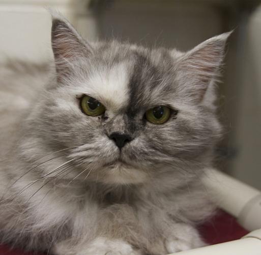 Craven-Pamlico Animal Shelter Pets of the Week | Local News | newbernsj.com