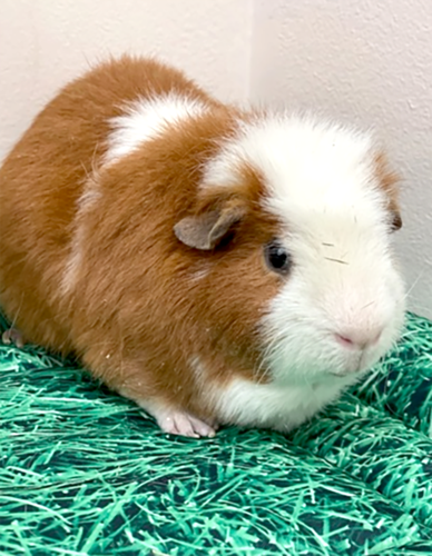 Pet of the Week: Roo | News | newbritainherald.com