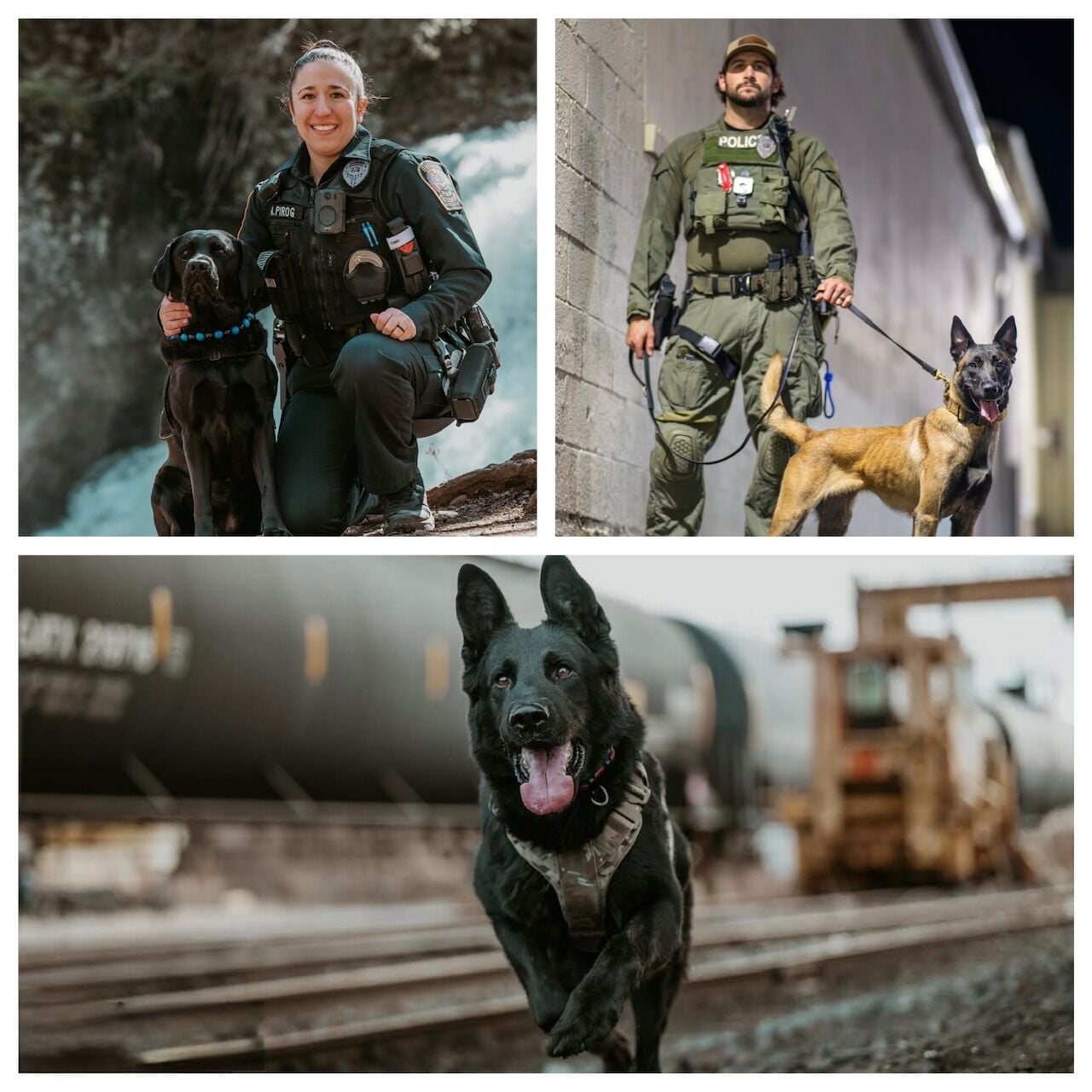 EVERY K9 HAS ITS DAY: Bristol PD’s Frankie, Hunter and Hero enter grant ...