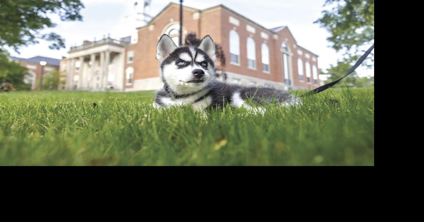 UConn introduces Siberian husky pup Jonathan XV as the school's next ...
