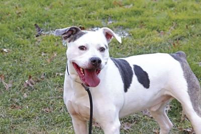 Pet of the week: Bo Bo | News | newbritainherald.com