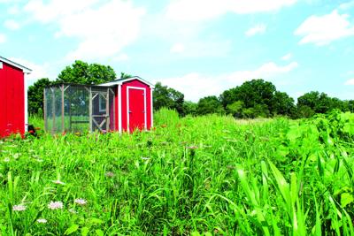 Students, community share garden behind school | News ...