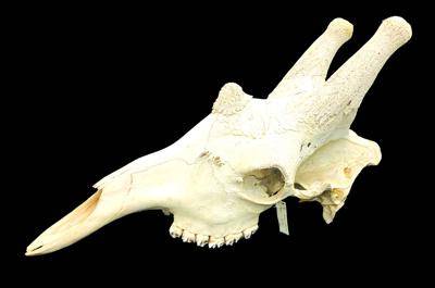 Highlighting mammals of the world at Mega Mammal Day | News ...