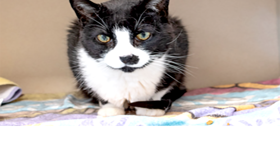 Pet of the Week: Pugsley | News | newbritainherald.com