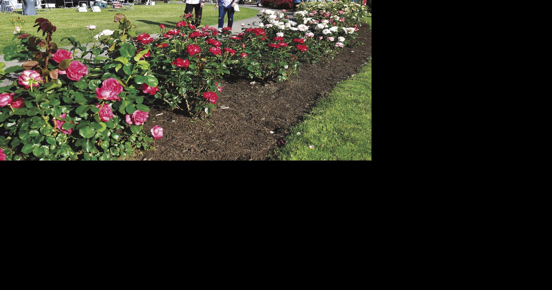 Rose Garden Festival returning to Walnut Hill Park in New Britain ...
