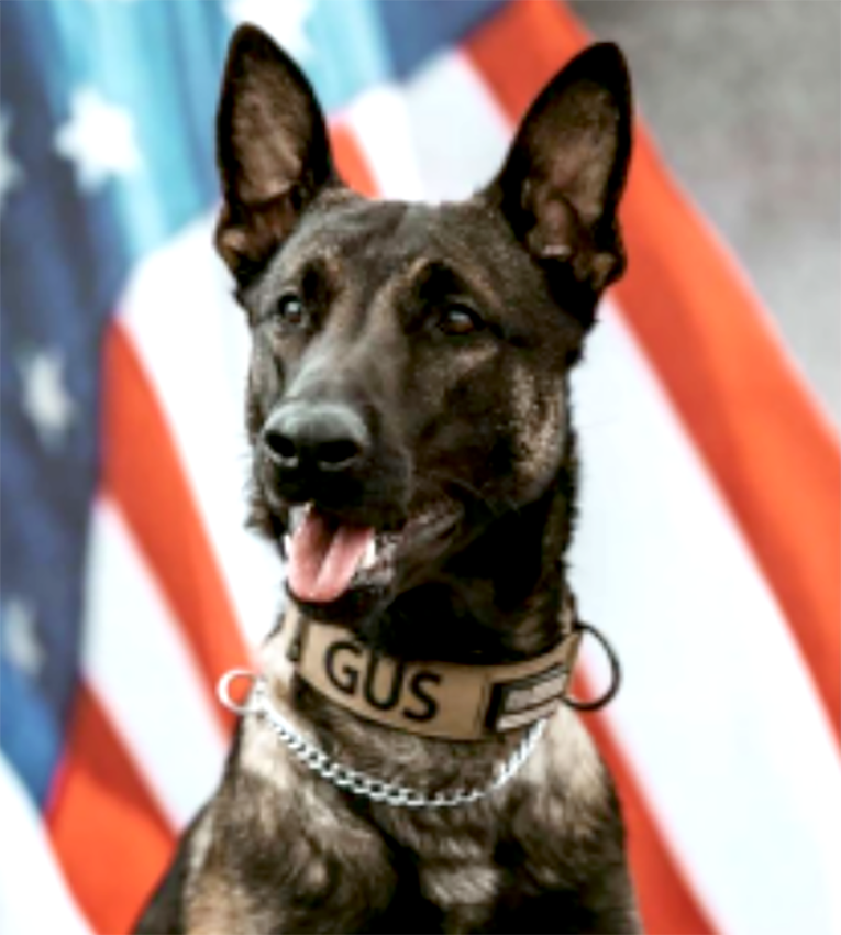 K-9 Gus joining New Britain police | News | newbritainherald.com