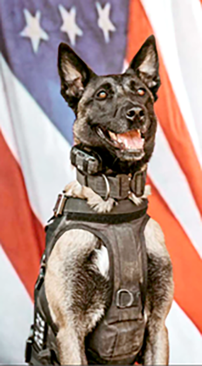 Police K9 ‘Hero’ helps nab 3 suspects after hit-and-run | News ...