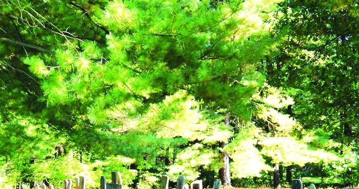 Southington receives state grant to clean up Merriman Burying Ground ...