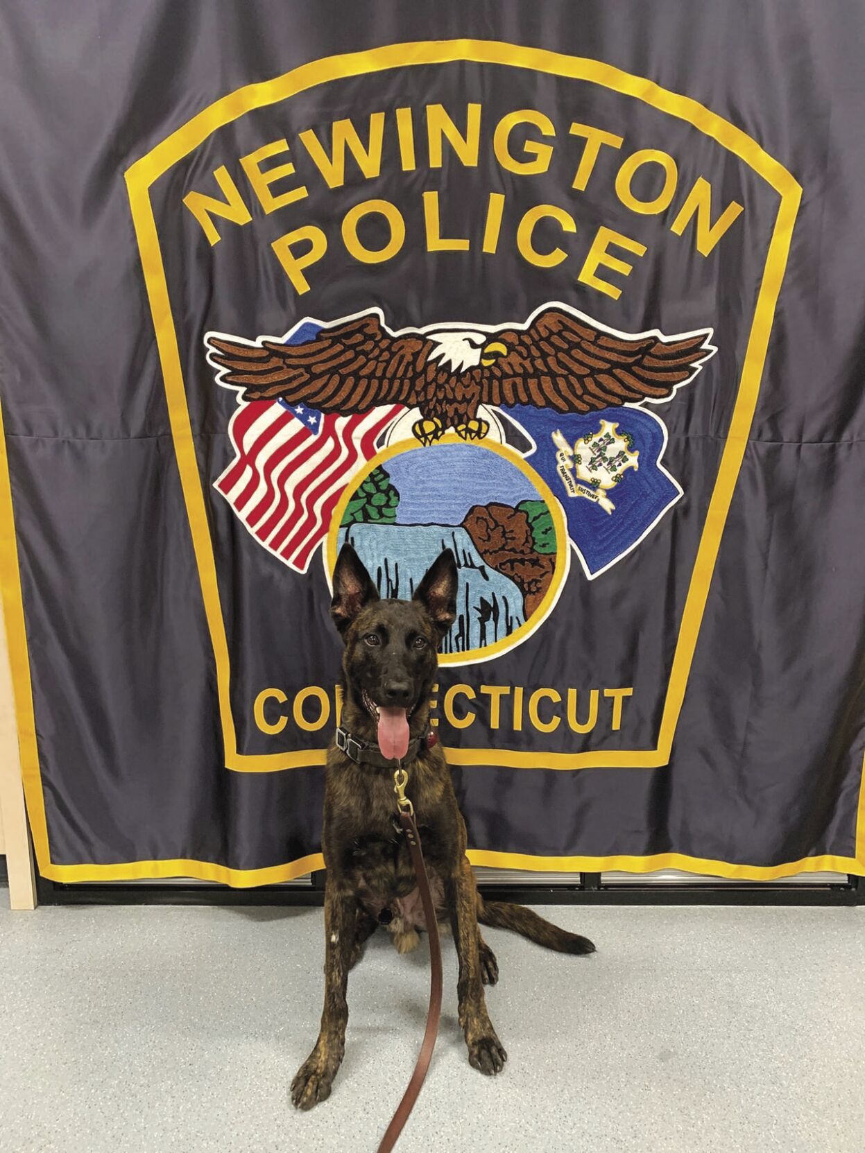 New Crime Fighter: Newington PD welcomes K-9 Ray | News | newbritainherald.com