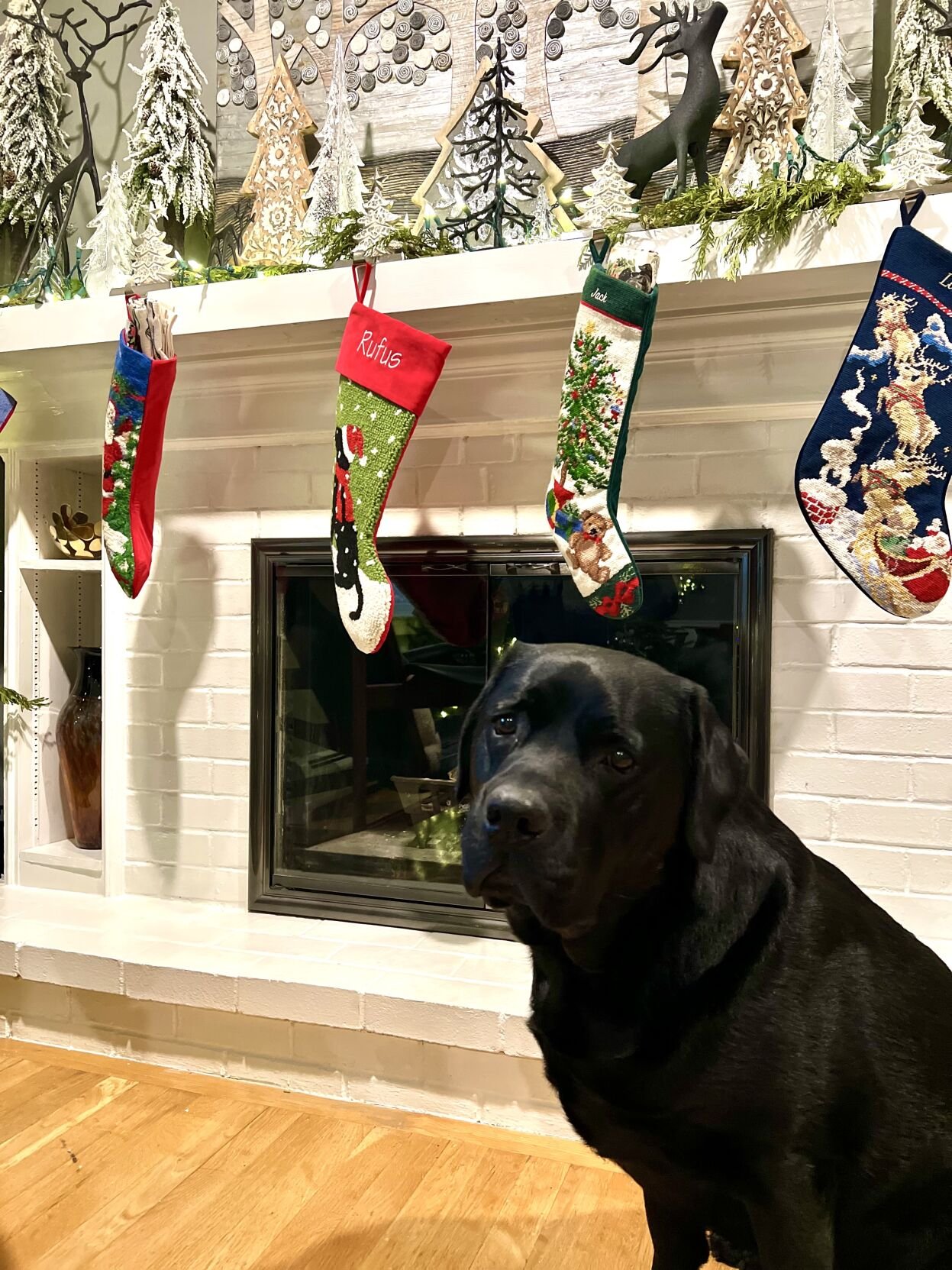 Rufus | Photos | newburyportnews.com