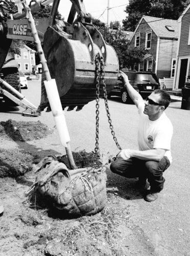 TREE TALK: Assistant tree warden, arborist enjoys the job | Columns ...