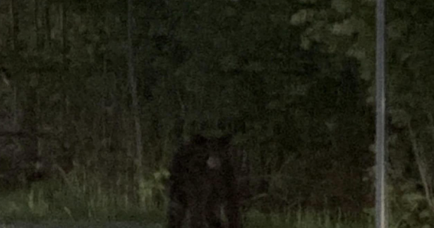 Where's the bear? | Local News | newburyportnews.com